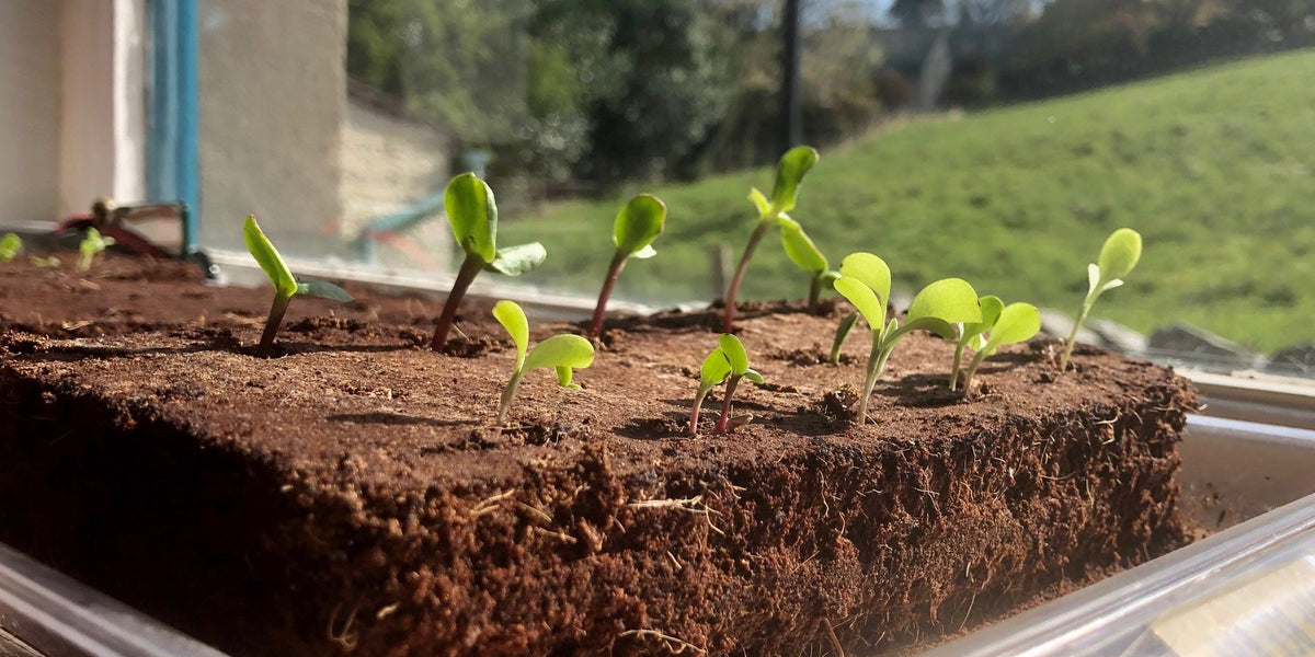 Growing Your Own! Growbars tried and tested by the team :) — The ...