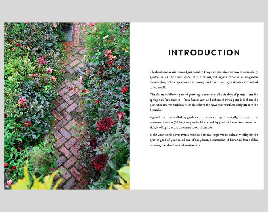 The Flower Yard: Growing Flamboyant Flowers in Containers — The ...